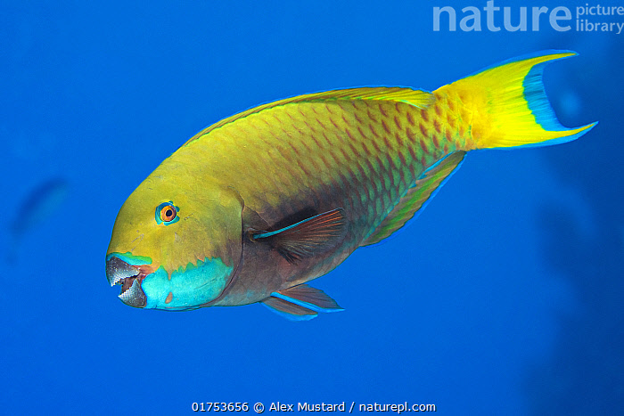 Stock photo of Red Sea steephead parrotfish (Chlorurus gibbus) portrait ...