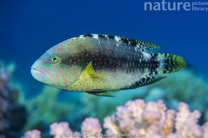 Stock photo of Abudjubbe wrasse (Cheilinus abudjubbe) swimming over ...