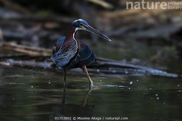 Stock photo of Agami heron (Agamia agami) fishing in shallow water ...