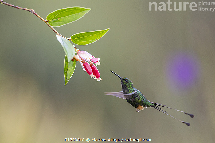Stock photo of Peruvian racket-tail (Ocreatus peruanus) nectaring from ...