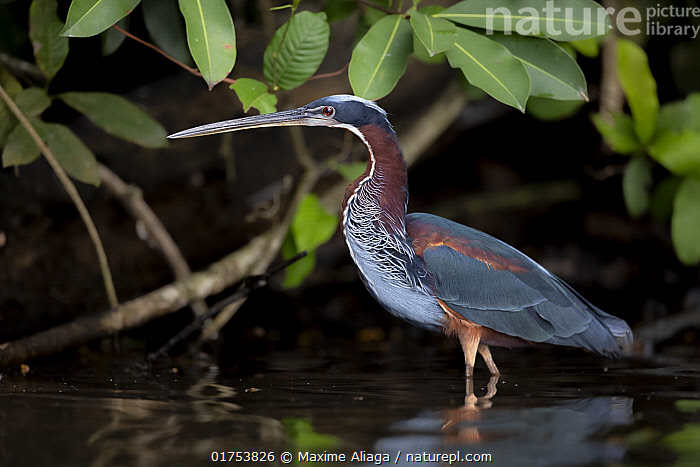Stock photo of Agami heron (Agamia agami) standing in shallow water ...
