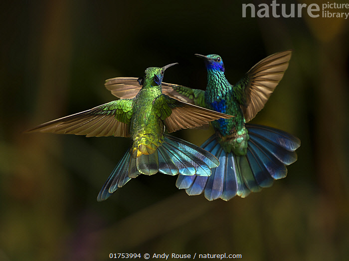 Stock photo of Two Sparking violetear hummingbirds (Colibri coruscans ...