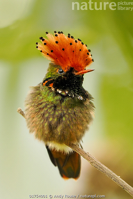 Stock photo of Spangled coquette hummingbird (Lophornis stictolophus ...