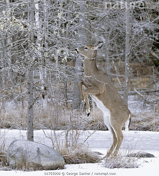 Stock photo of White-tailed deer (Odocoileus virginianus) doe, standing ...