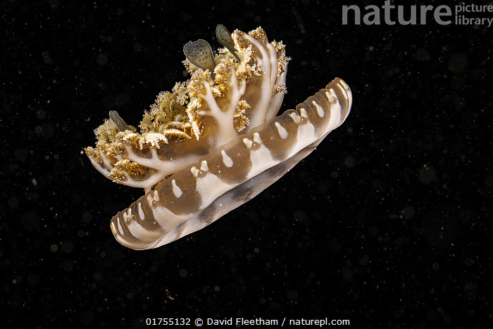 Stock photo of Upside-down jellyfish (Cassiopea andromeda) portrait ...