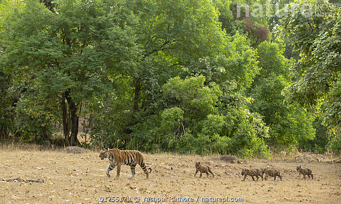 Stock photo of Bengal tiger (Panthera tigris tigris) female, leading ...