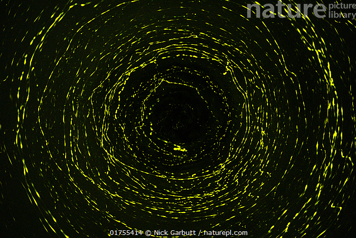 Stock photo of Colony of Fireflies gathered on mangroves, Kinabatangan ...