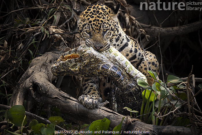 Stock photo of Jaguar (Panthera onca) female, hunting Caiman prey ...