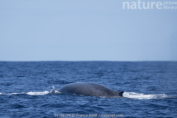 Stock photo of RF - Blue whale (Balaenoptera musculus) dorsal fin above ...
