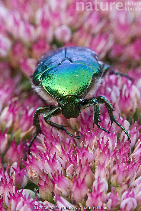 Stock photo of Rose chafer (Cetonia aurata) on Sedum flower, La ...