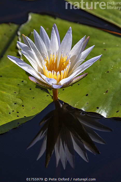 Blue Color Lily Flower