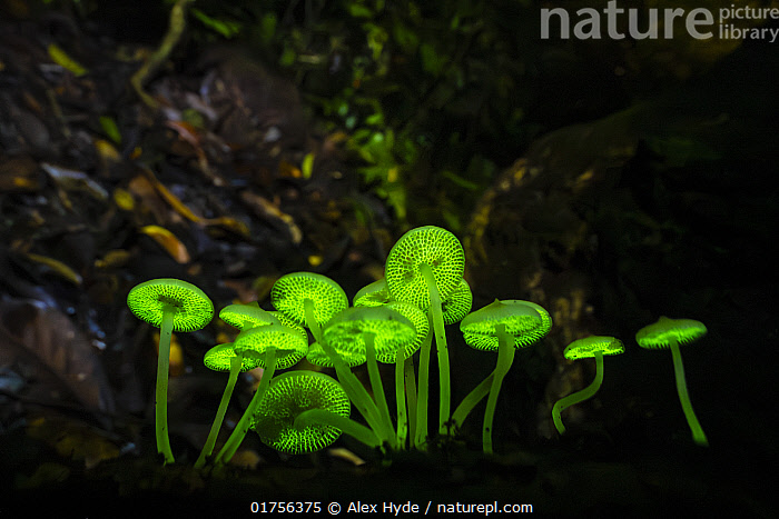 Stock photo of Bioluminescent mushrooms (Favolaschia manipularis ...