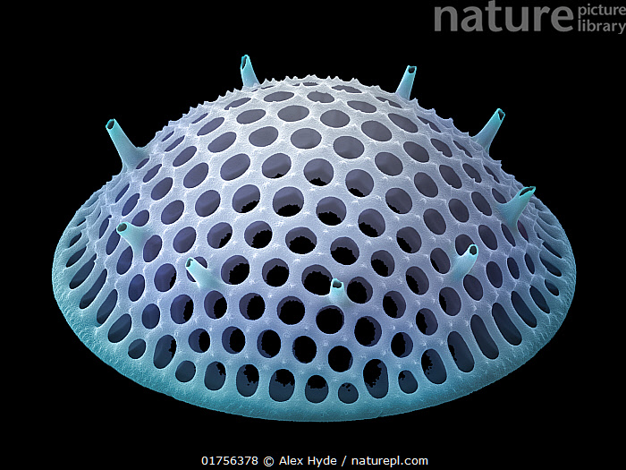Stock photo of Diatom valve (Stephanopyxis grunowii). Diatoms are ...