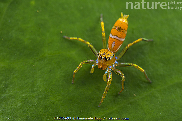 Stock photo of Green ant hunter jumping spider (Cosmophasis bitaeniata ...