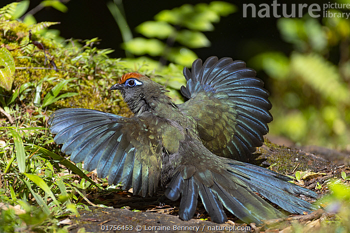 Stock photo of Red-fronted coua (Coua reynaudii) drying its wings in ...