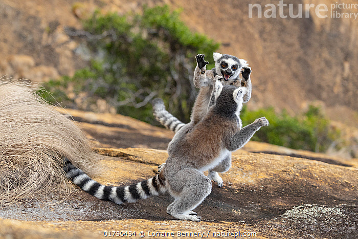 Stock photo of Two Ring-tailed lemurs (Lemur catta) fighting, Anja Park ...