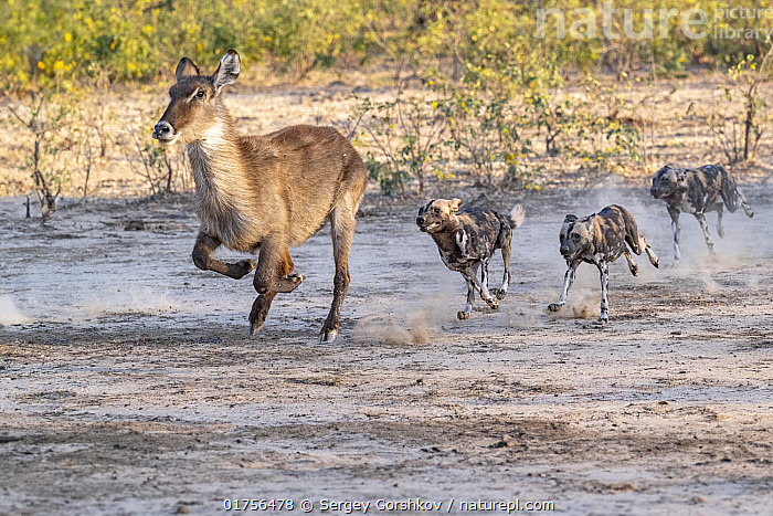 Stock photo of African wild dogs (Lycaon pictus) pack chasing female ...