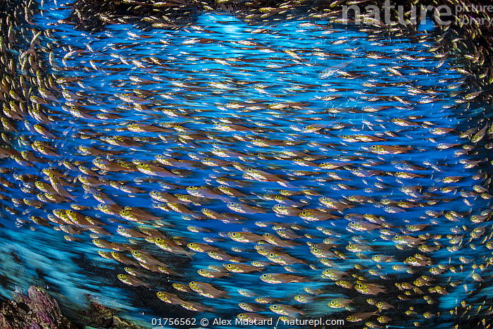 Stock photo of Golden sweepers (Parapriacanthus ransonneti) shoal ...