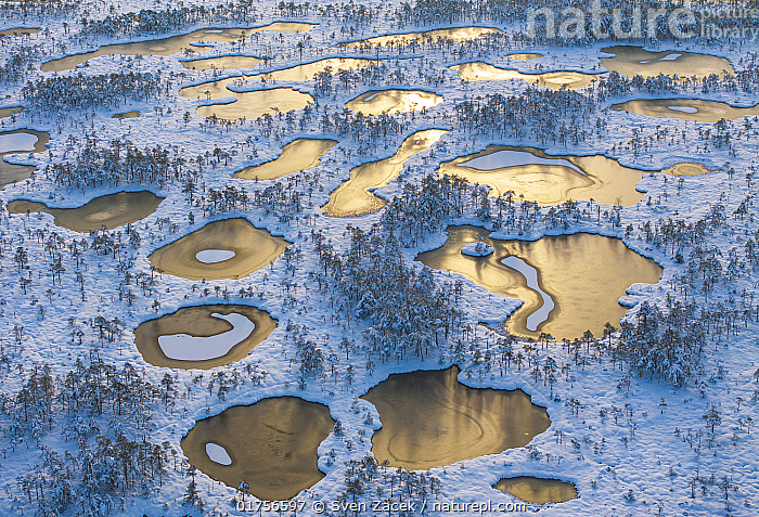 Stock photo of Aerial view of first snow over wetland bog pools with ...