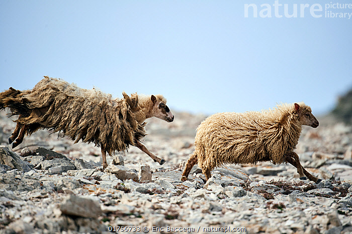 Stock photo of Two Dalmatian pramenka sheep running over rocky ground ...
