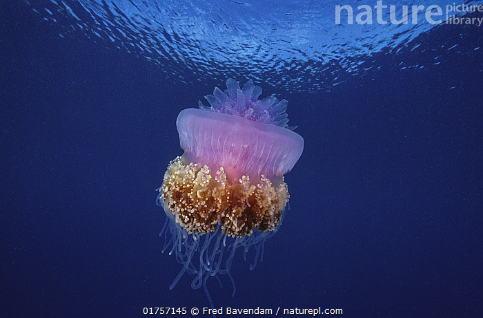 Stock photo of Crown jellyfish (Netrostoma setouchina) portrait ...