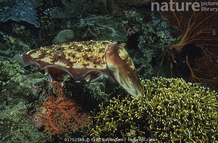 Stock photo of Broadclub cuttlefish (Sepia latimanus) female, reaching ...