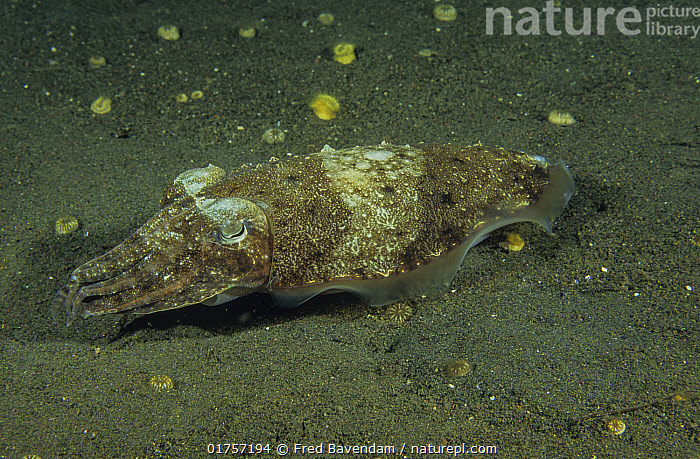 Stock photo of Needle cuttlefish (Sepia aculeata) on seabed displaying ...
