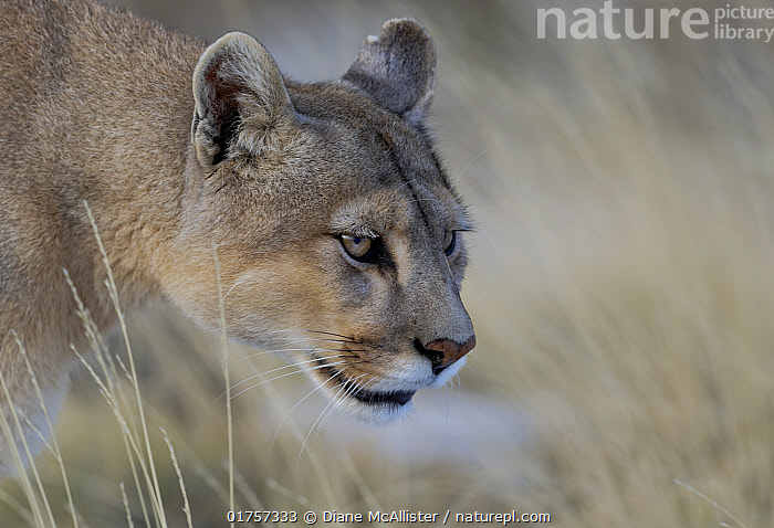 Stock photo of Puma (Puma concolor) female, just woken from a nap ...