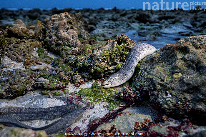 Stock photo of Peppered moray eels (Gymnothorax pictus) hunting in the ...