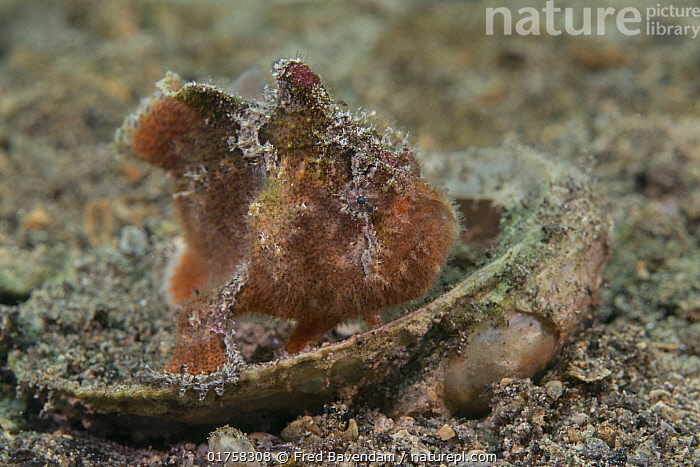 Stock photo of Prickly anglerfish (Echinophryne crassispina) portrait ...