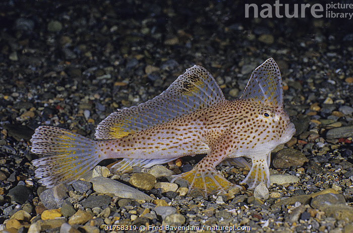 Stock photo of Spotted handfish (Brachionichthys hirsutus) portrait ...