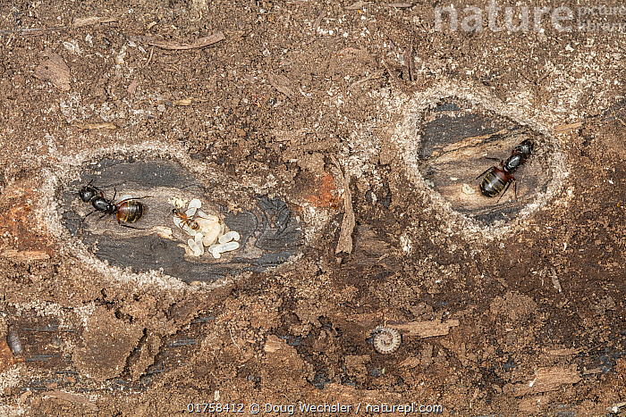 Stock photo of Two new Ferruginous carpenter ant (Camponotus ...