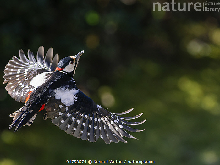 Stock photo of RF - Great spotted woodpecker (Picoides major) male in ...