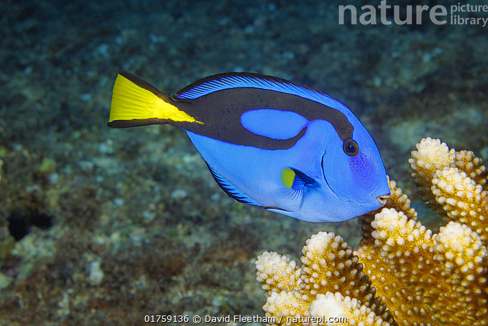 Stock photo of Palette surgeonfish (Paracanthurus hepatus) portrait ...