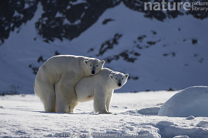 Stock photo of Polar bears (Ursus maritimus) pair mating, Svalbard ...