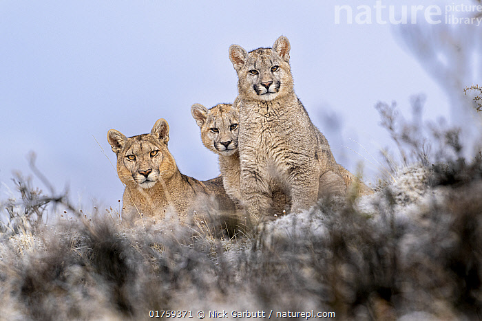 Stock photo of RF - Puma (Puma concolor) female, with two cubs aged 6-7 ...