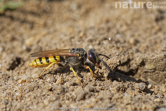 Stock photo of Bee wolf / Bee-killer wasp (Philanthus triangulum ...