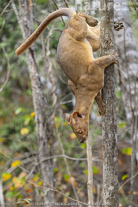 Stock photo of Fosa (Cryptoprocta ferox) female, climbing down tree ...