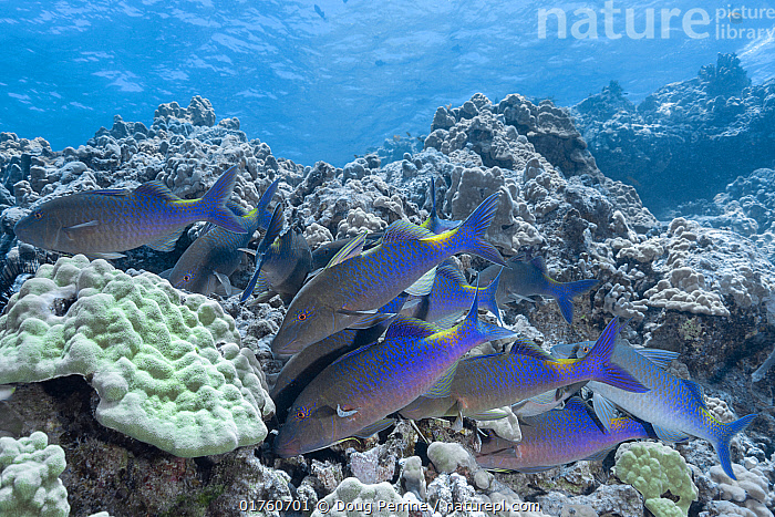 Stock photo of Group of Blue goatfish (Parupeneus cyclostomus) hunting ...