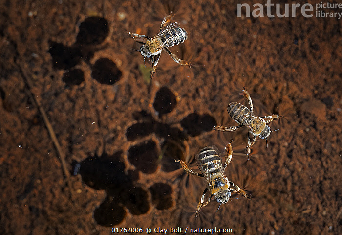 Stock photo of Three Bees (Ptilothrix chiricahua) collecting water from ...