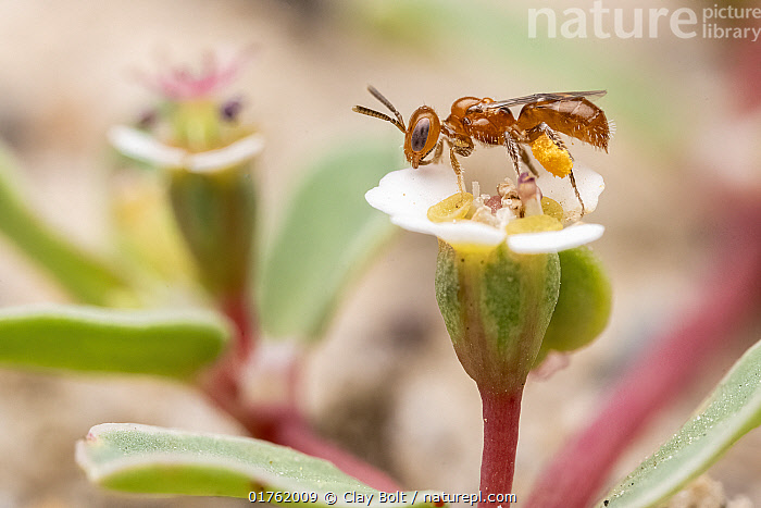 Stock photo of Bee (Perdita minima), the world's smallest bee, visiting ...