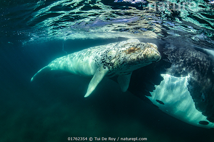 Stock photo of Southern right whale (Eubalaena australis) leucistic ...