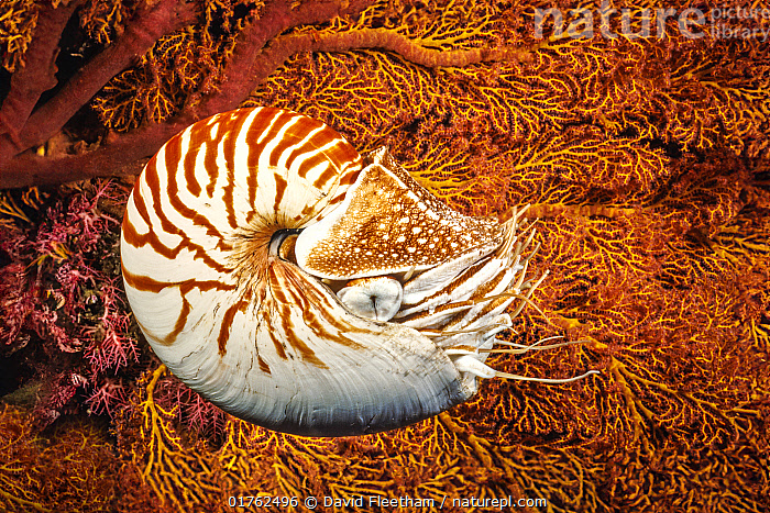 Stock photo of Chambered nautilus (Nautilus pompilius) portrait ...
