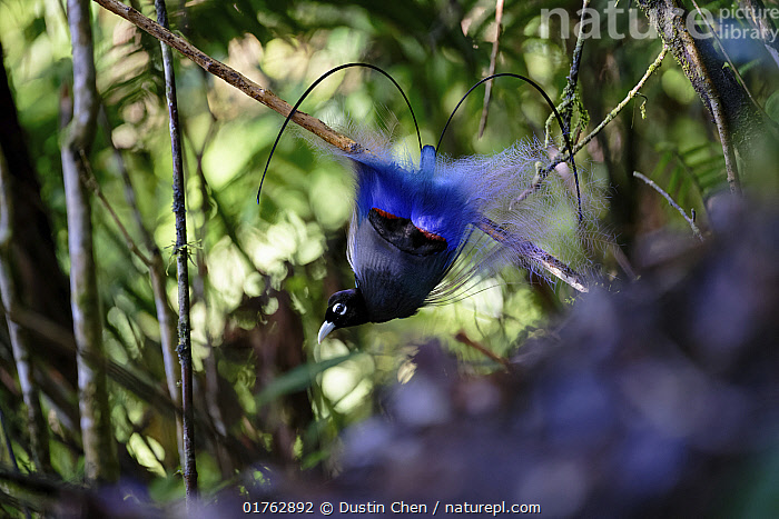 Stock photo of Blue bird-of-paradise (Paradisornis rudolphi) male ...