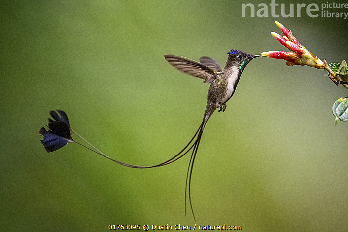 Stock photo of Marvellous spatuletail hummingbird (Loddigesia mirabilis ...