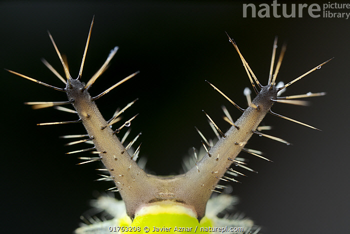 Stock photo of Stinging saddleback (Acharia hyperoche) caterpillar ...