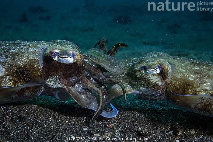 Stock photo of Golden cuttlefish (Sepia esculenta) pair mating. The ...