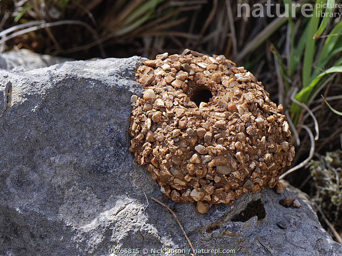 Stock photo of Black mud bee / Wall bee (Megachile parietina) nest with ...
