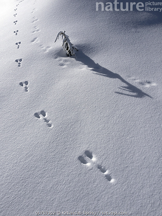 Stock photo of Snowshoe hare (Lepus americanus) footprints in snow ...