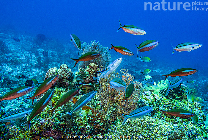 Stock photo of A coral reef cleaning station with two Bluestreak ...